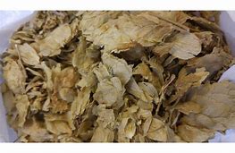 Aged Hops – Crescent City Brew Talk
